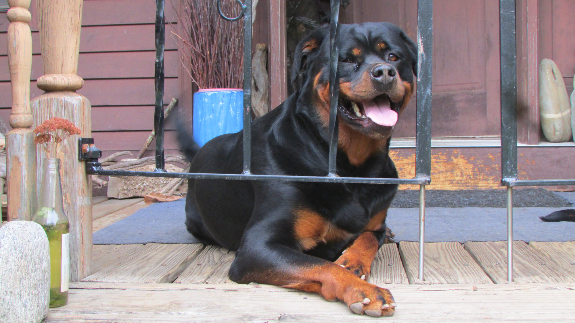 How to Trim an Aggressive Dog's Nails Without Sedation?