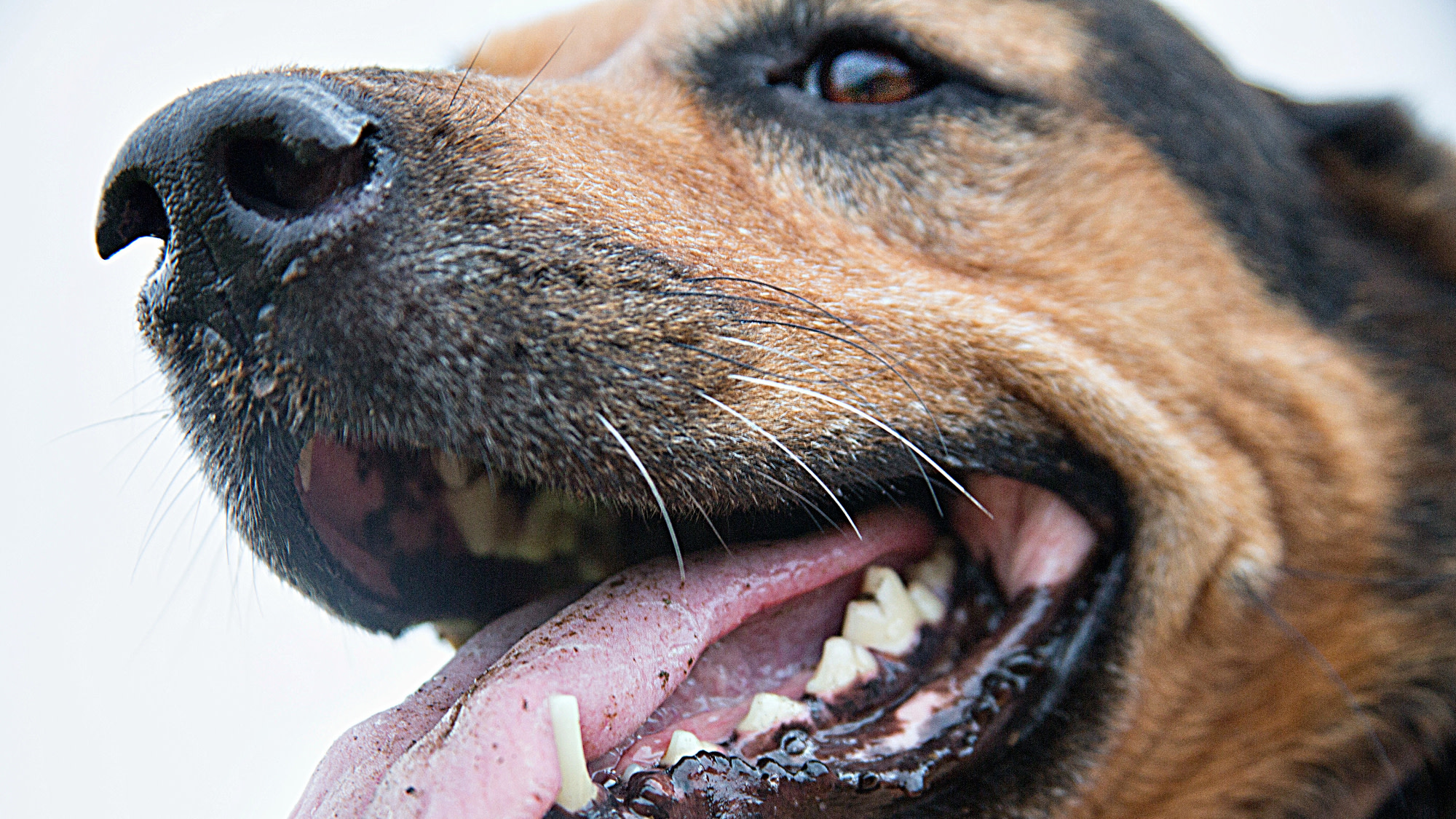 What Does a Sick Dog Smell Like? 14 Odors That Indicate Illness