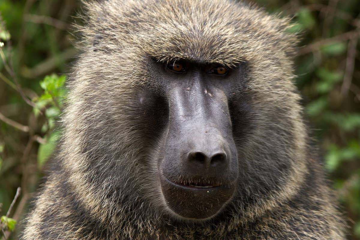 Blind Rescue Baboon Tucks 'Her' Puppy Into Bed Every Night