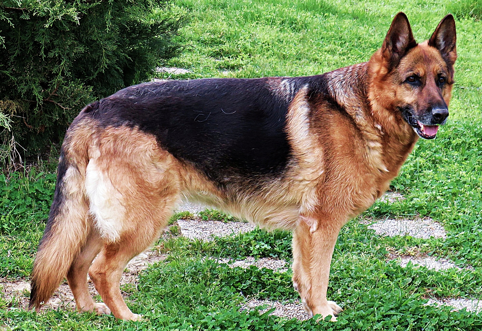 How to Train a Guard Dog for Personal Protection (5 Tips)