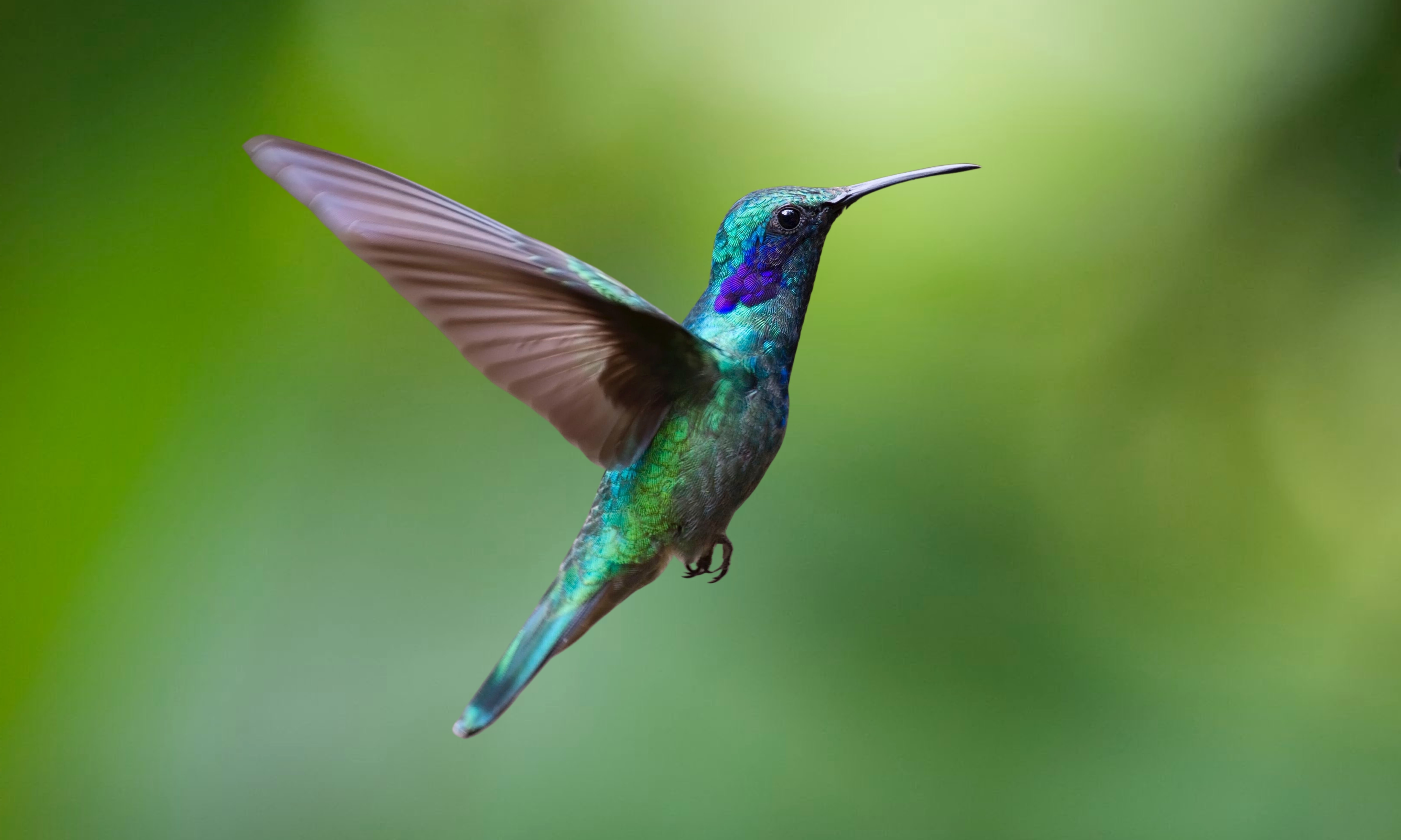 Family Party To Attract Hummingbirds Is So Delightfully Unhinged