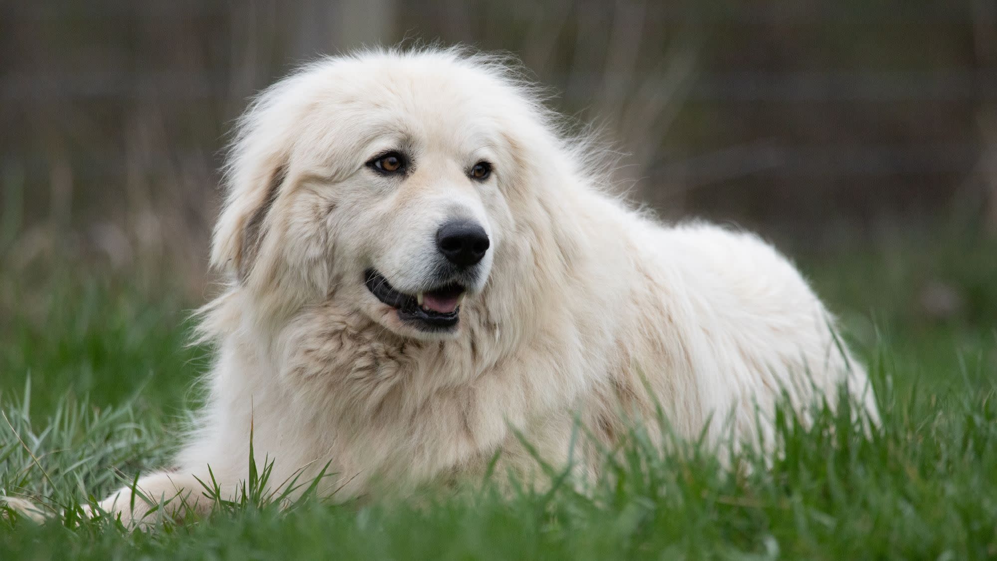 Great Pyrenees: The Majestic Mountain Guardian and Family Companion