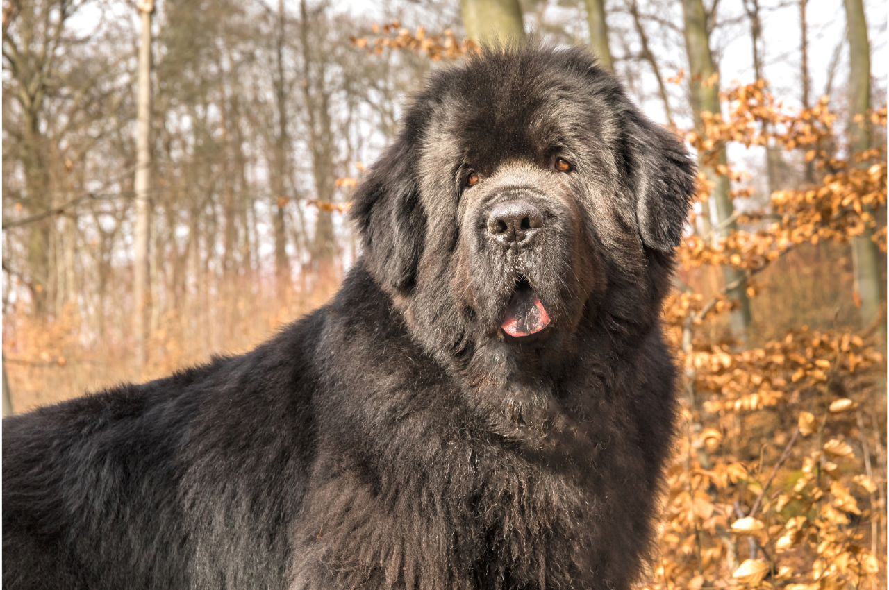 The Newfoundland Dog Breed: A Comprehensive Guide