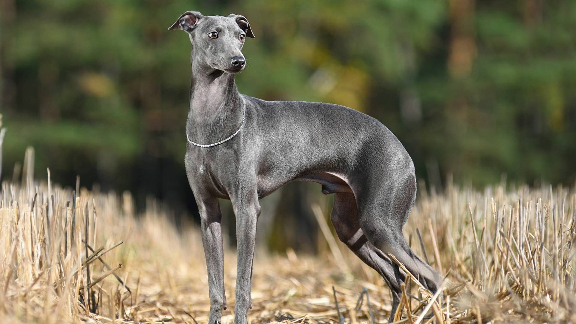 The Italian Greyhound: A Graceful and Elegant Companion Breed