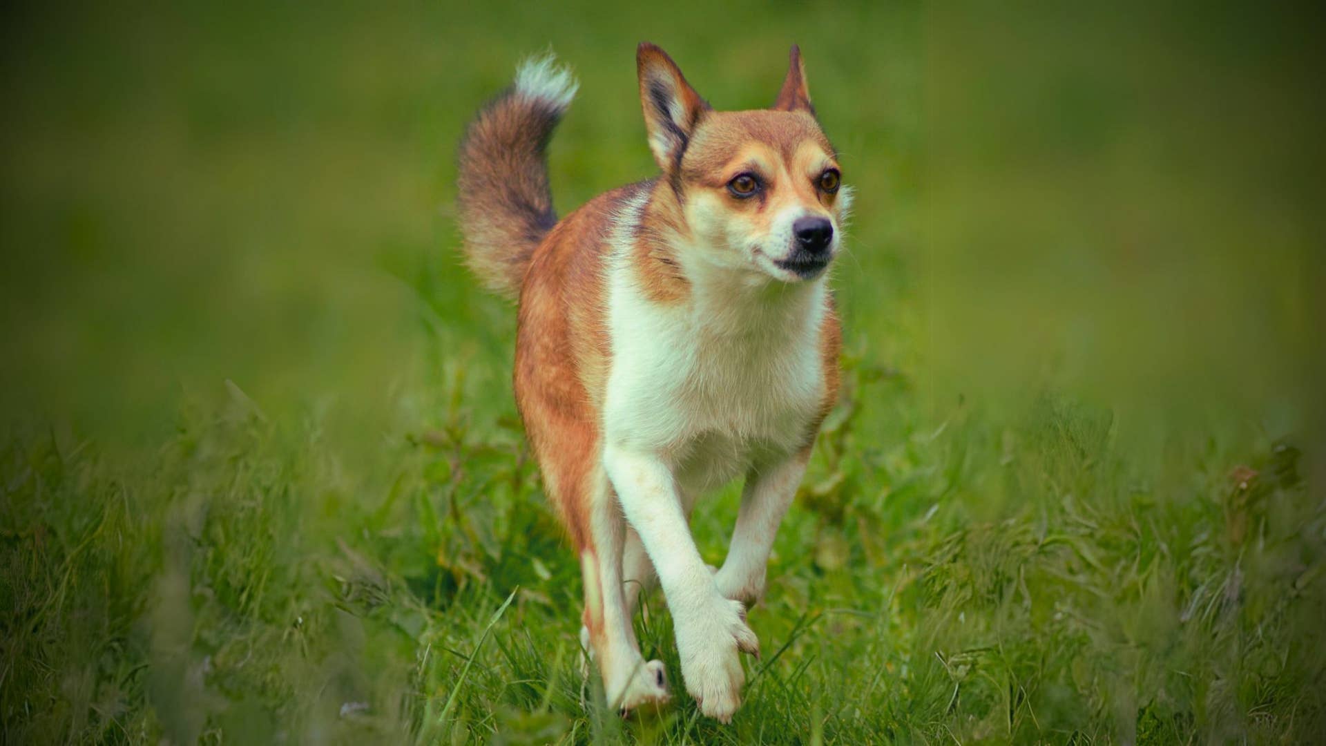 The Norwegian Lundehund: The Unique Puffin Hunting Dog Breed From Norway