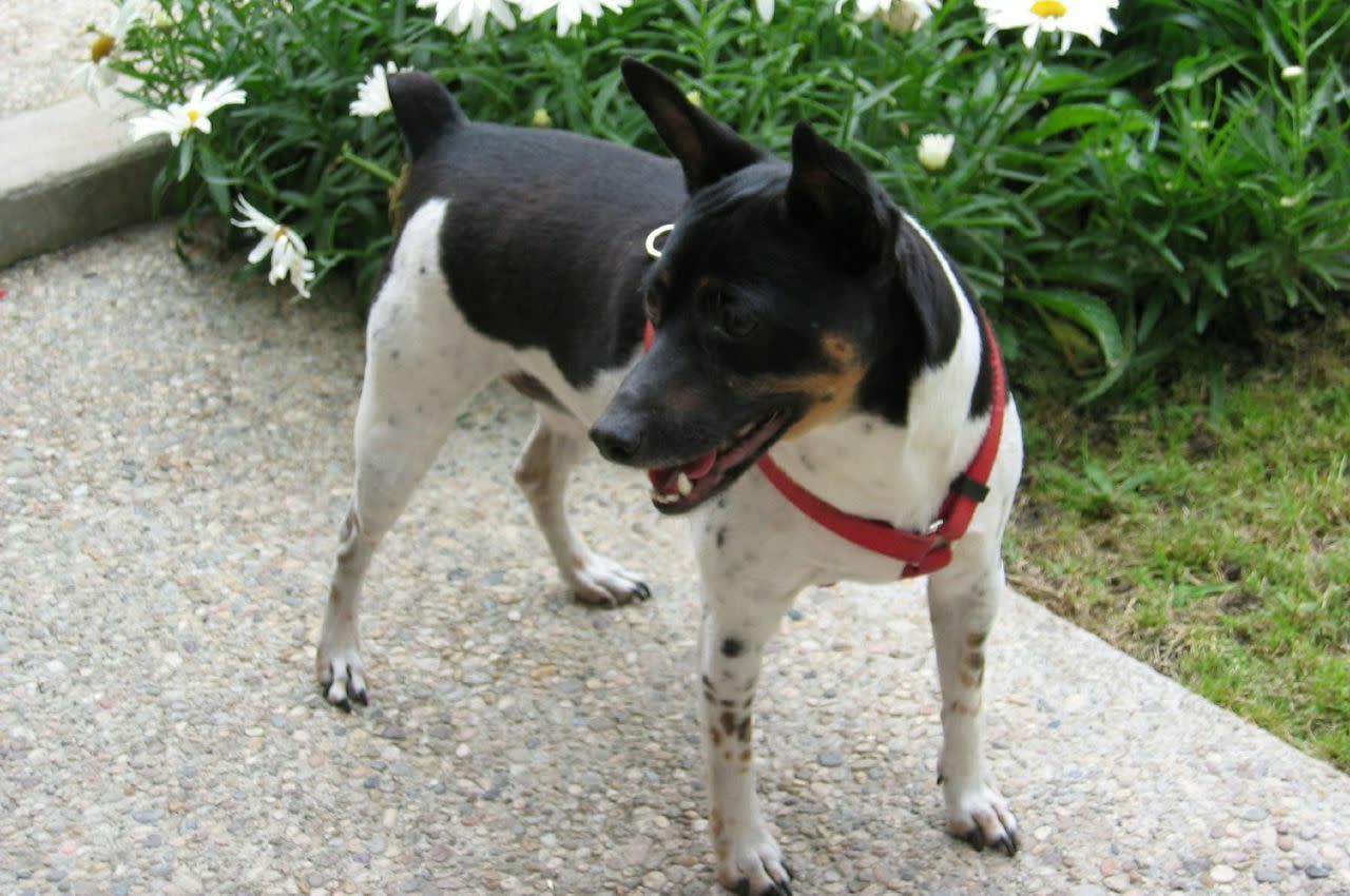 Rat Terrier 101: What You Need to Know About This Intelligent and ...
