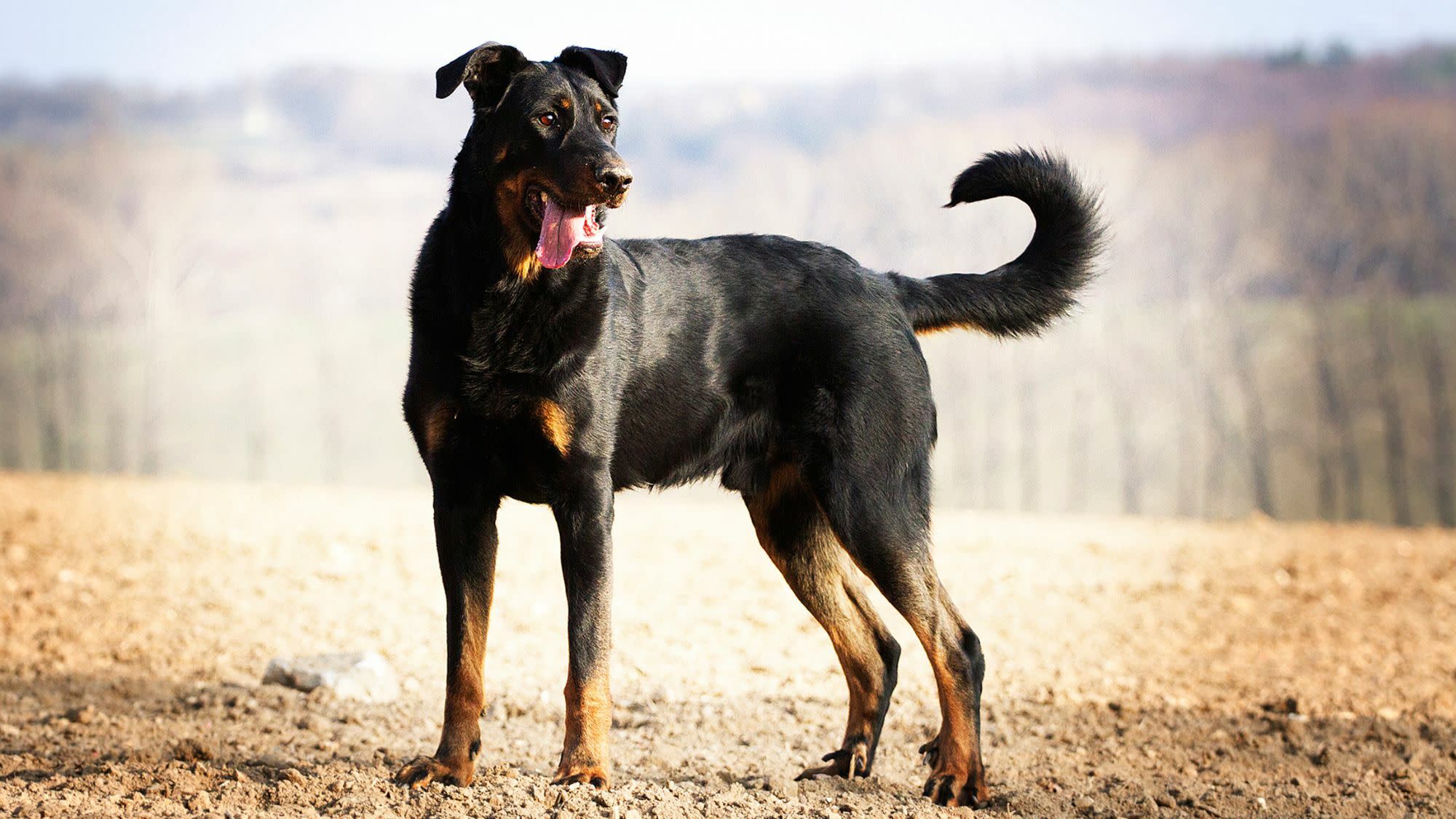The Beauceron Dog Breed: History, Temperament, and Care Guide