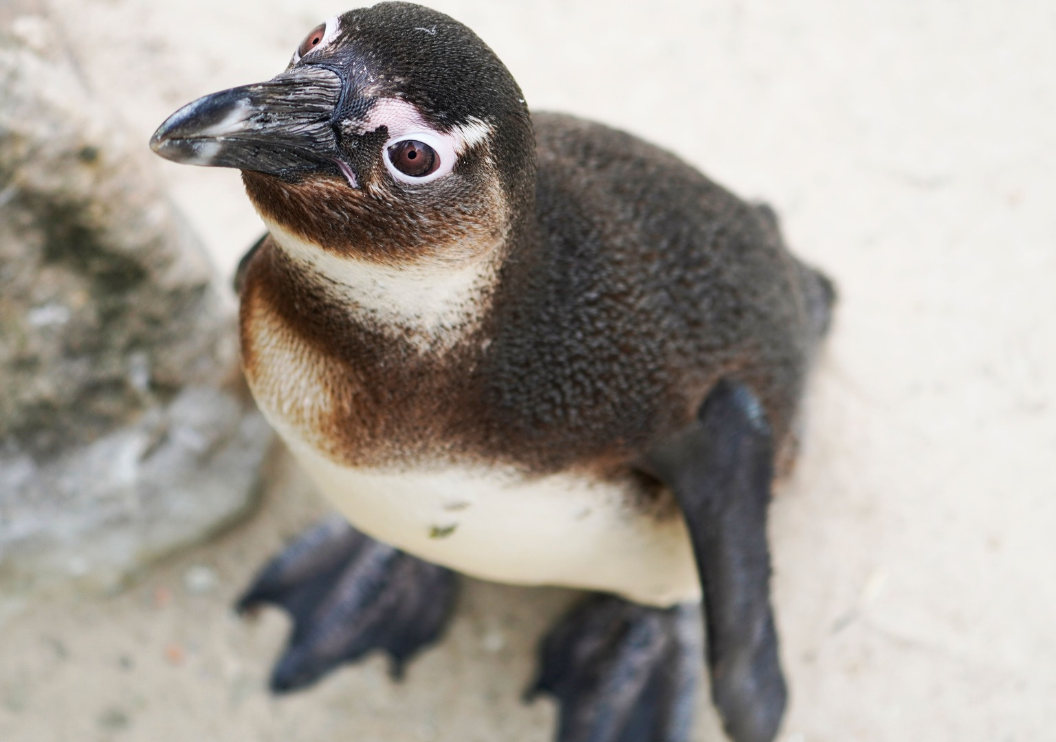 Pair of Curious Penguins Find Hidden Camera and Pull off the Ultimate ...
