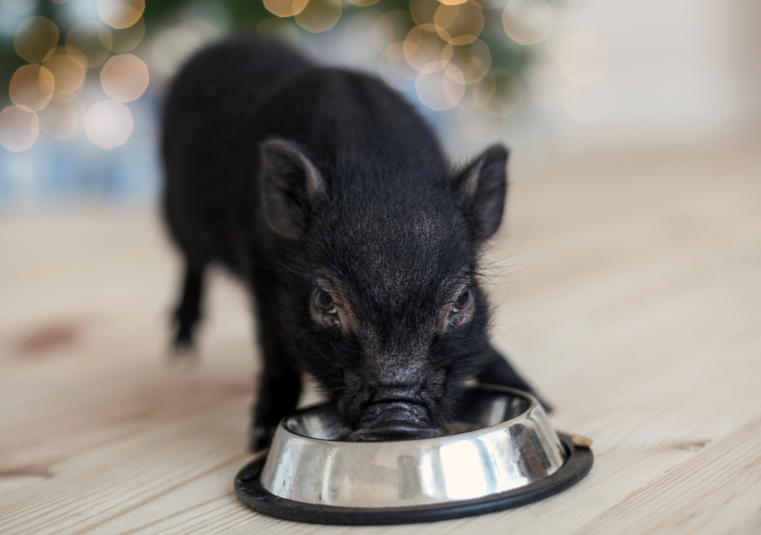 Black Teacup Pigs Full Grown