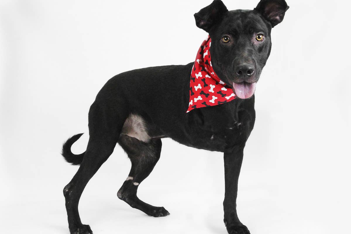 Tripod Dog Still Gives 'Ghost' Paw After Amputation and It's the ...