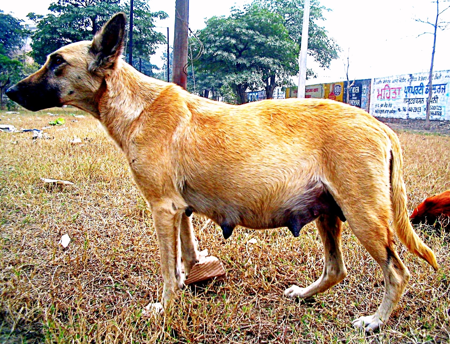 How Long After a Dog Loses Her Mucus Plug Does Labor Start?