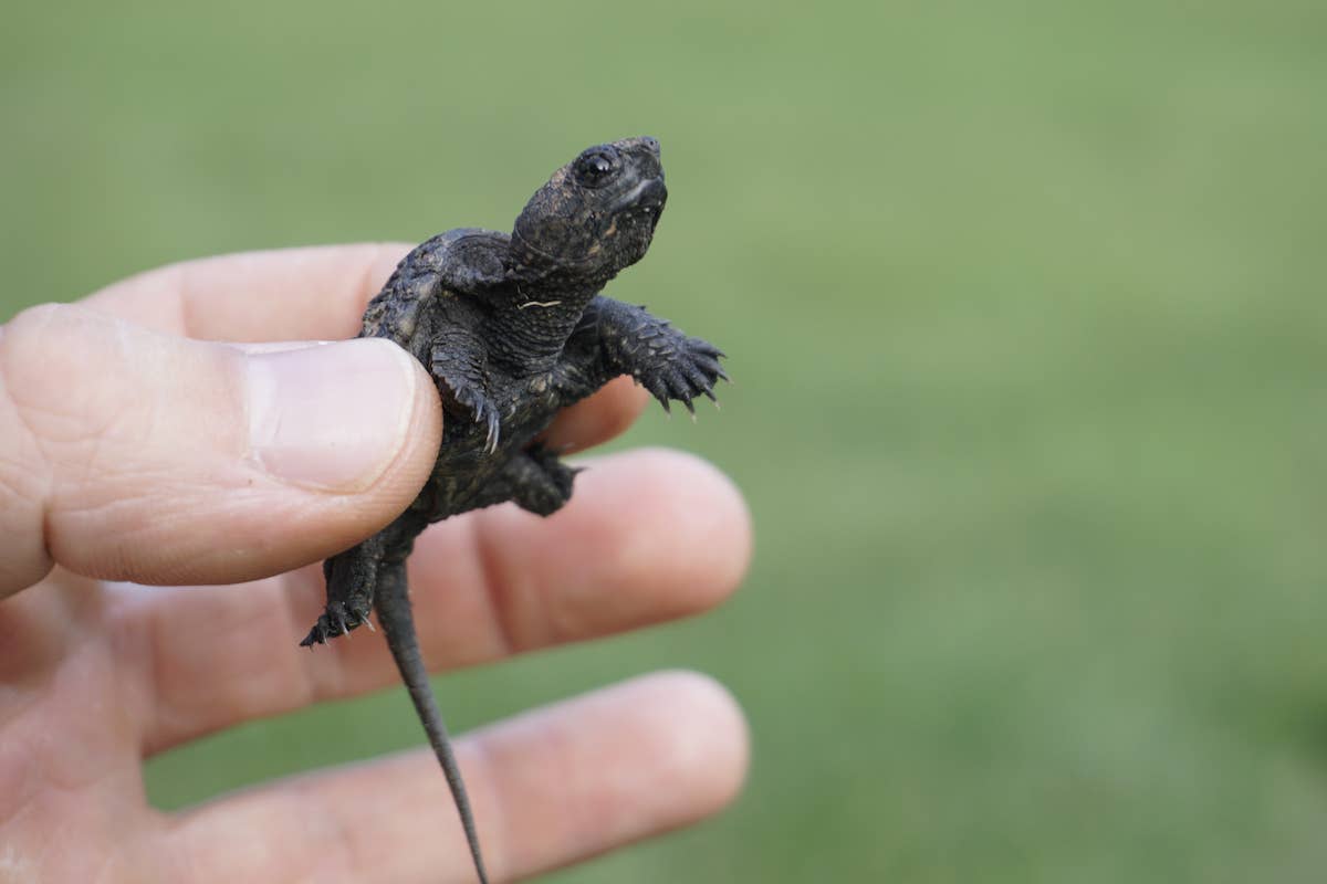 Snapping Turtar Greim Finger As Turtle Fingers Hi Res Stock