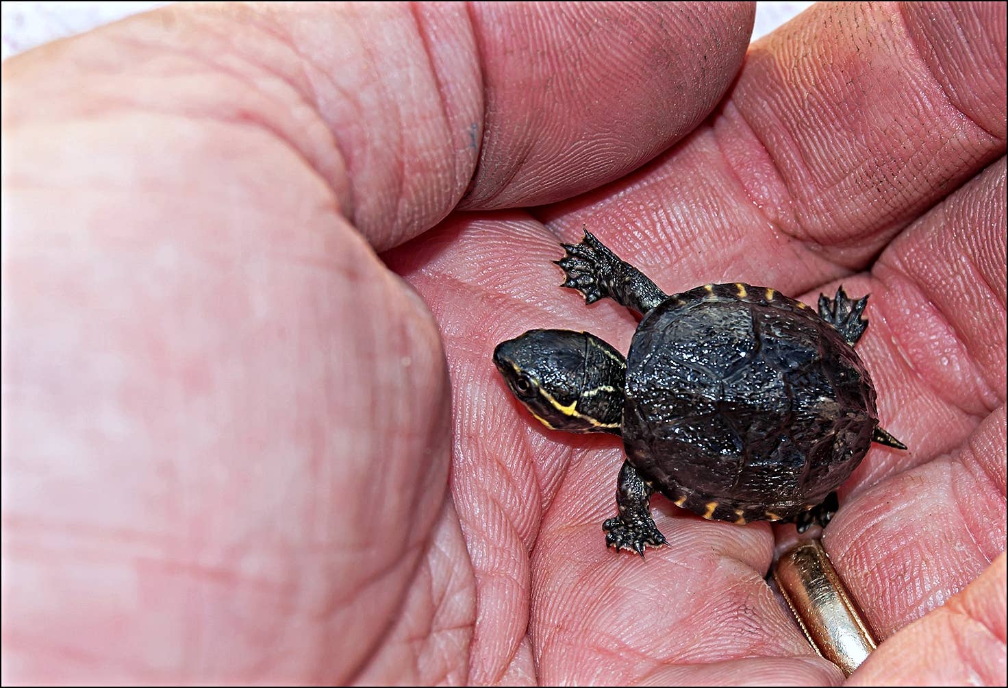 Painted Turtle Baby