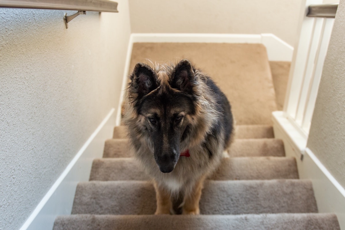 German Shepherd Puppy 'Teaches' Human Baby Sister to Climb Stairs Like ...