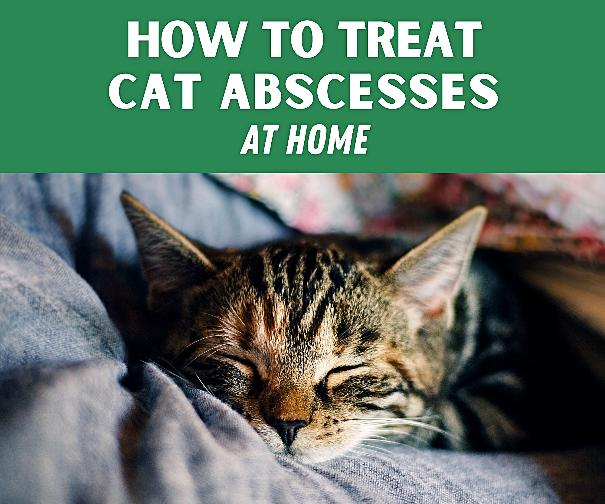 Cat Tooth Abscess Treatment Cost Uk - Infoupdate.org