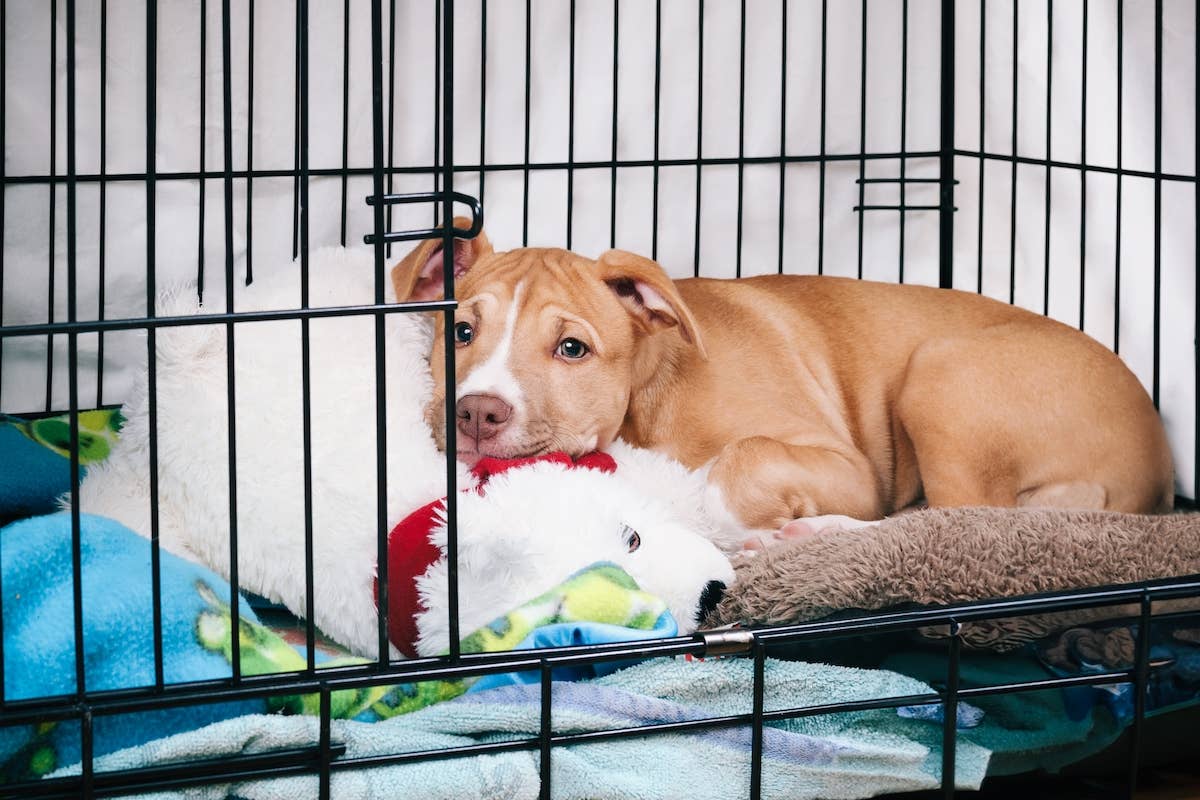 Foster Dog Mom's Message of Compassion for Pup's Former Family Is ...