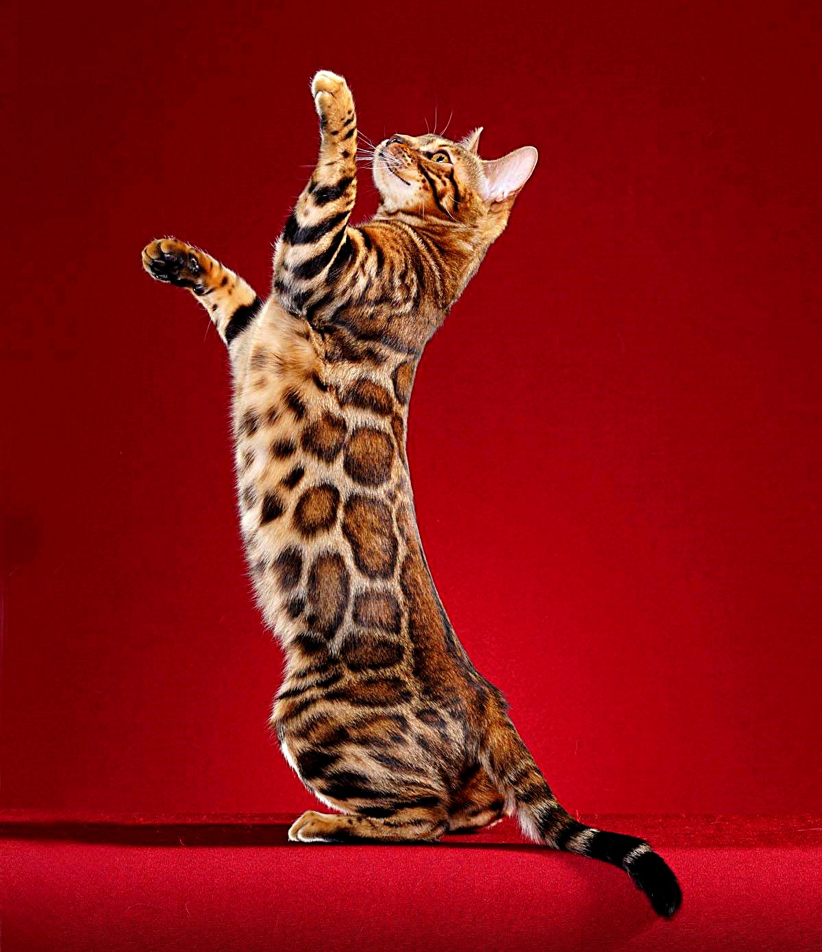 The Joys and Hazards of Living With a Pet Bengal Cat