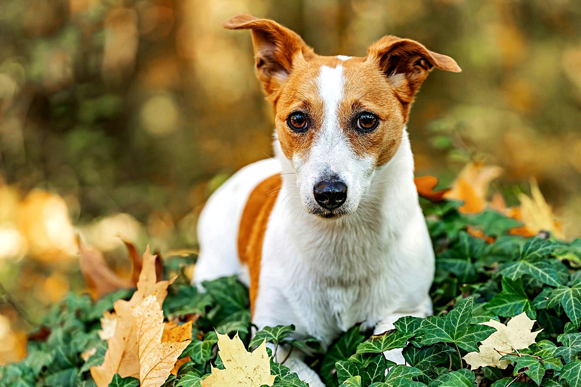 Top 10 Rat Hunting Dog Breeds