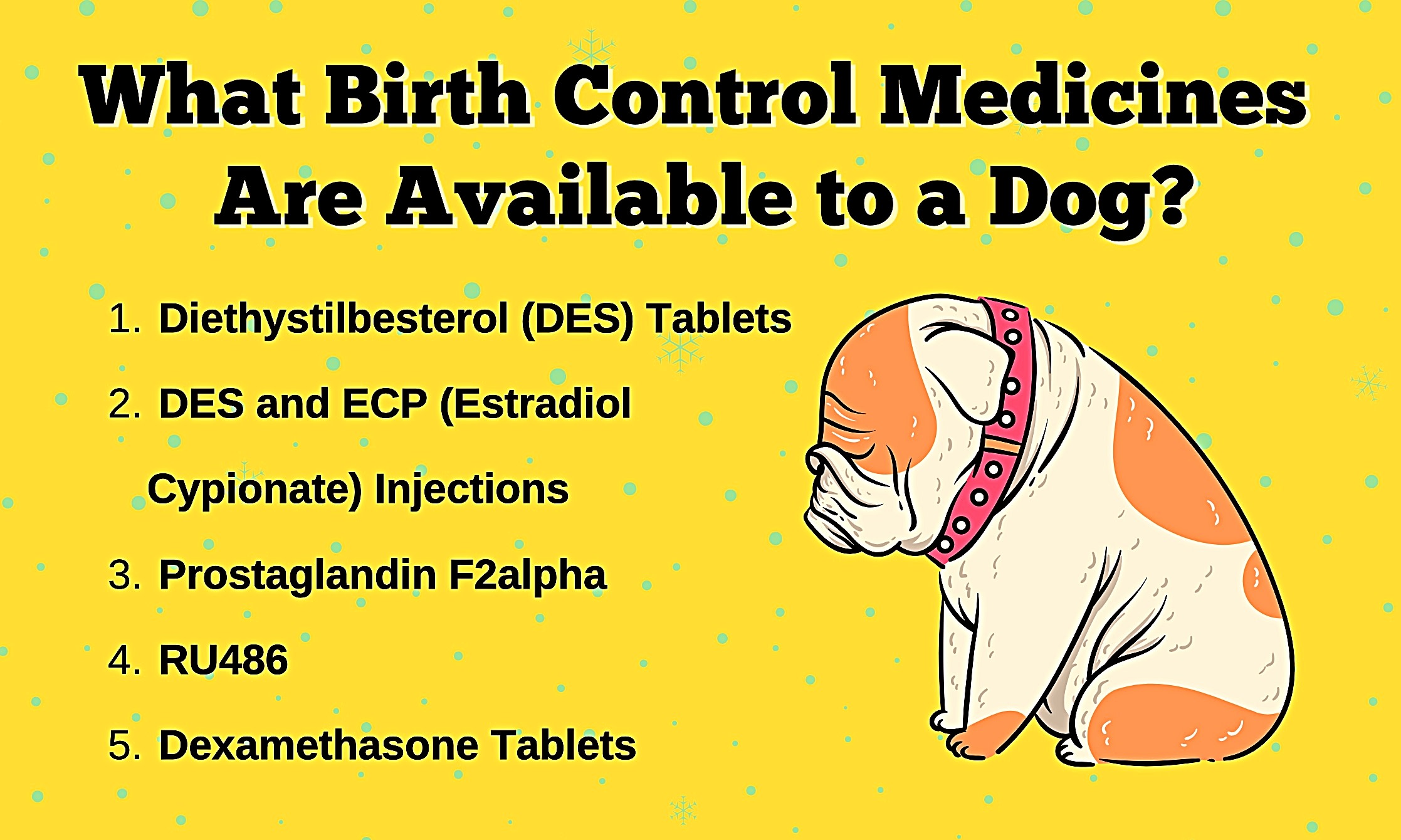 Is There a Morning-After Pill for Dogs to Stop Pregnancy?