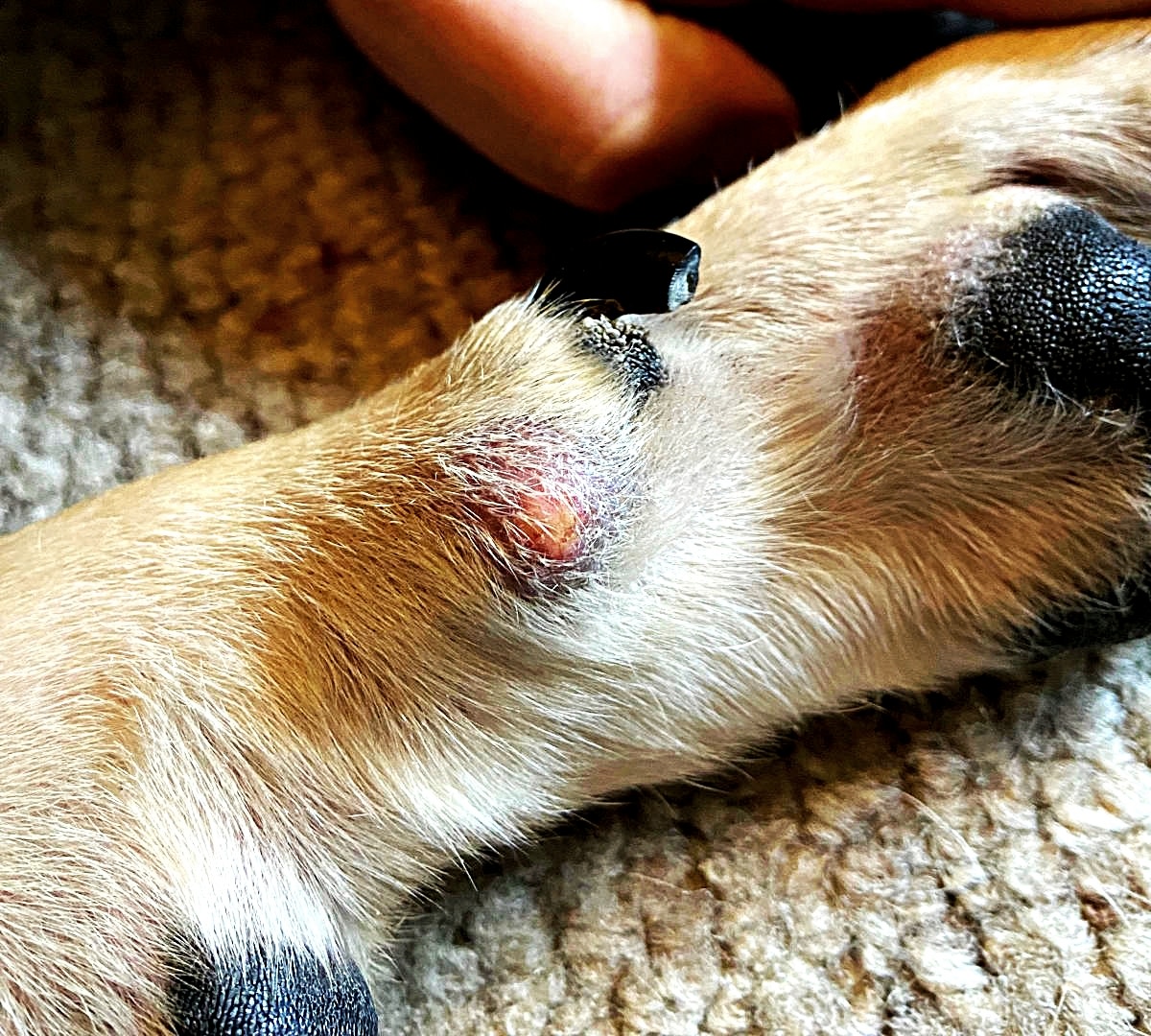 Dog tumor on paw store