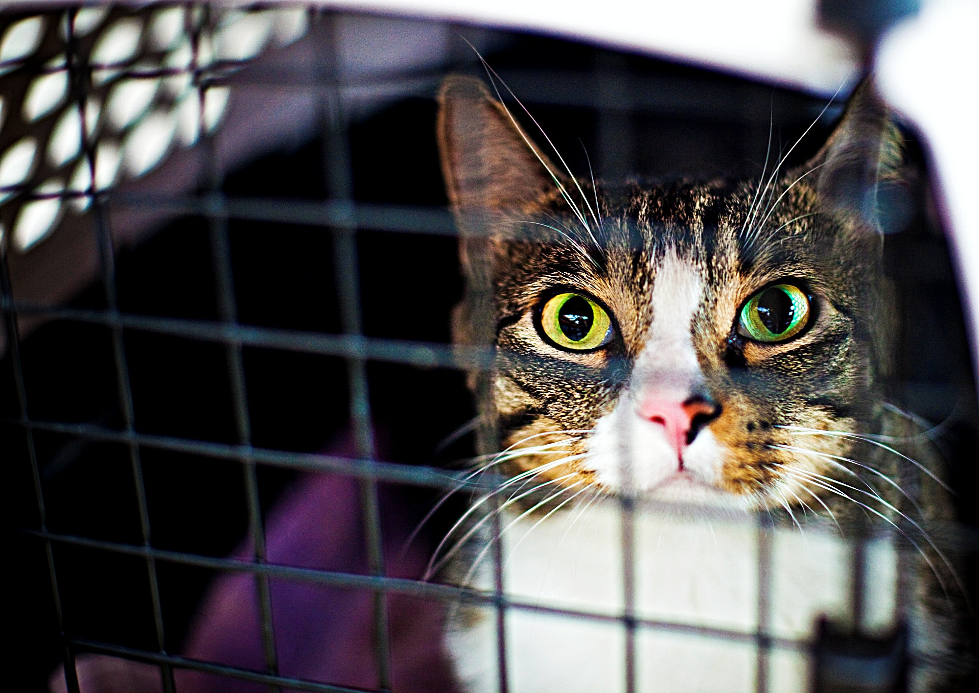 Caging Cats: When and Why It's Necessary