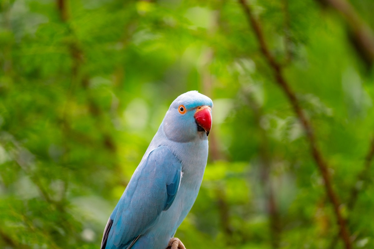 Indian Ringneck Parrot's Sassy Greeting for His Fans Is Winning Hearts ...