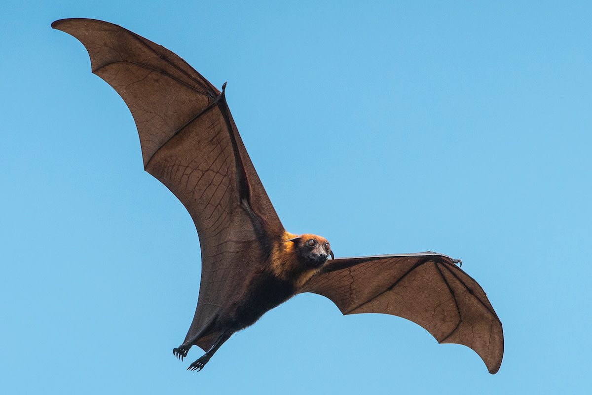 Giant Baby Bat Swimming Toward Rescuer After Getting Trapped in Pool ...