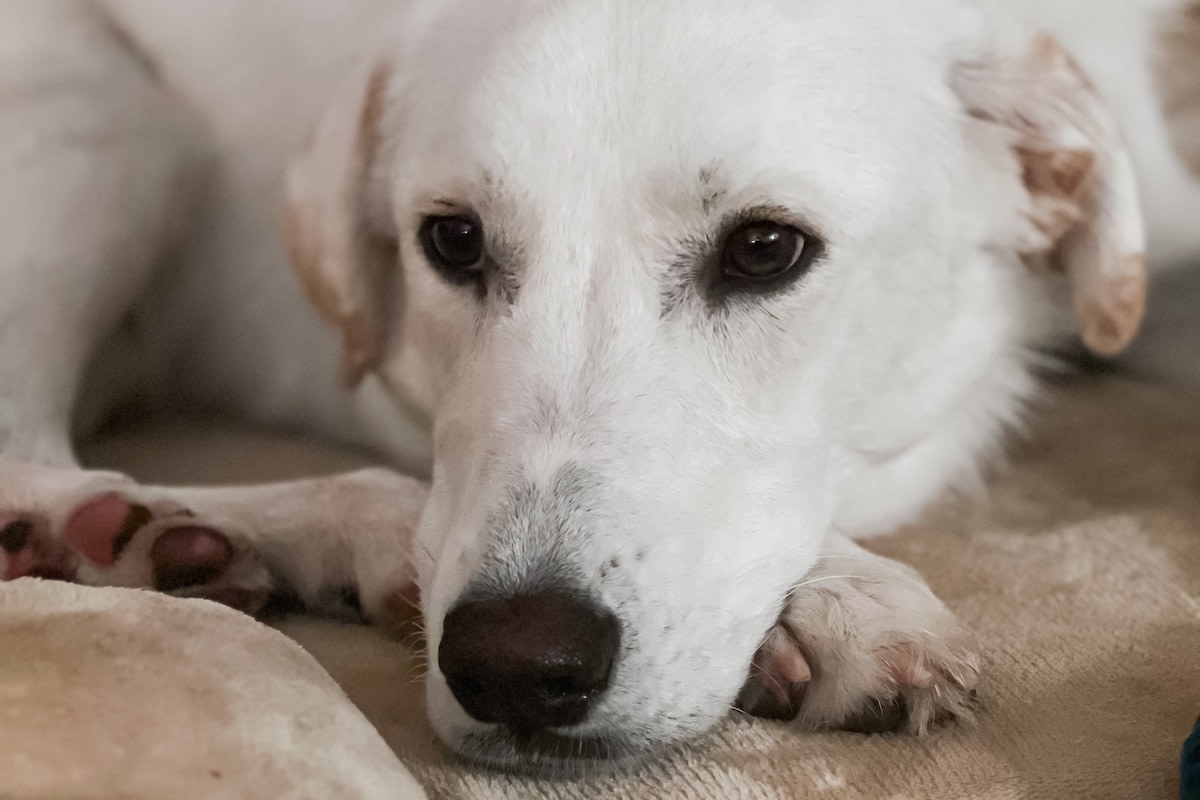 Confused Great Pyrenees Mix Surrendered for 'Chewing Up Something' Is ...