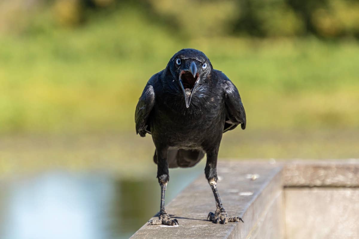 Flock of Crows 'Caw' in Panic to Alert Humans to Save Their Drowning Friend