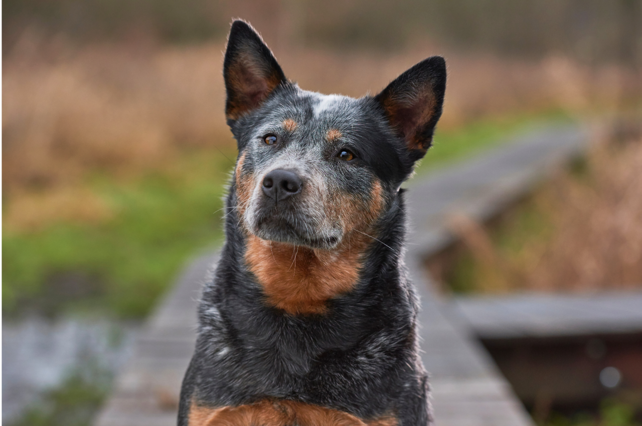 5 Best Medium-Sized Guard Dog Breeds