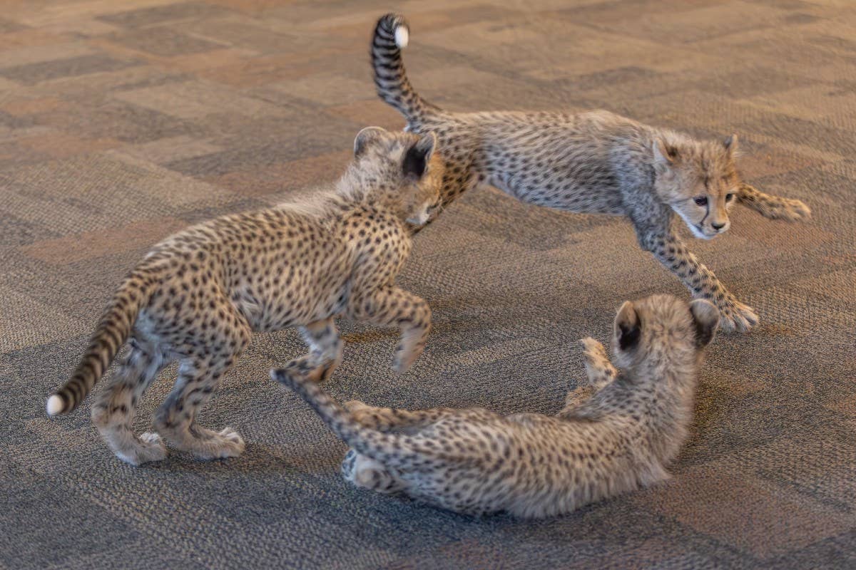 Baby Cheetahs at the Cincinnati Zoo Go Full 'Kitten Mode' on Their ...