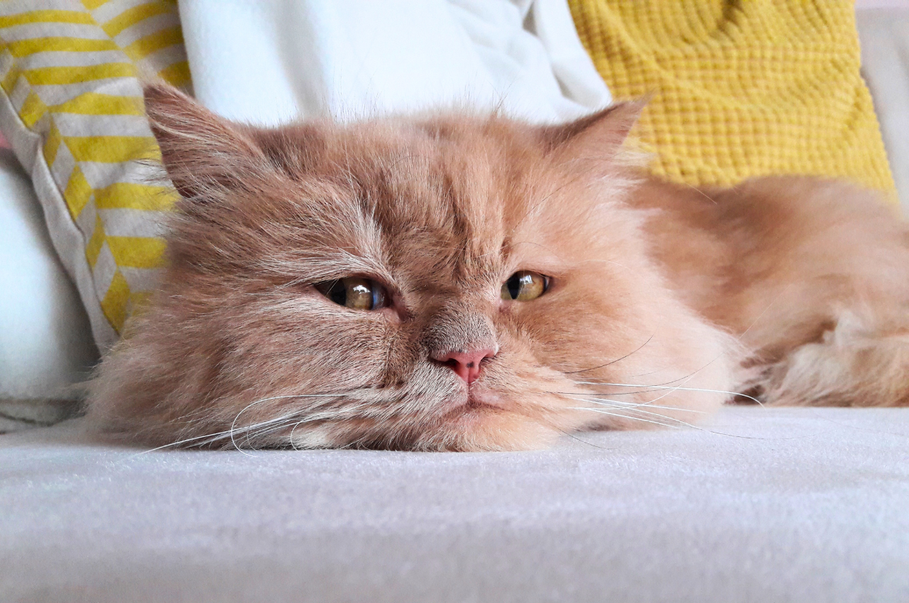 Treat Cat Asthma at Home with These 12 Tips From a Vet