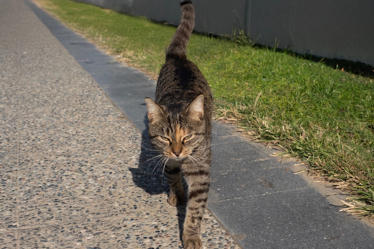Iowa Animal Rescue's Valentine's Day Campaign Supports Feral Cat Care ...