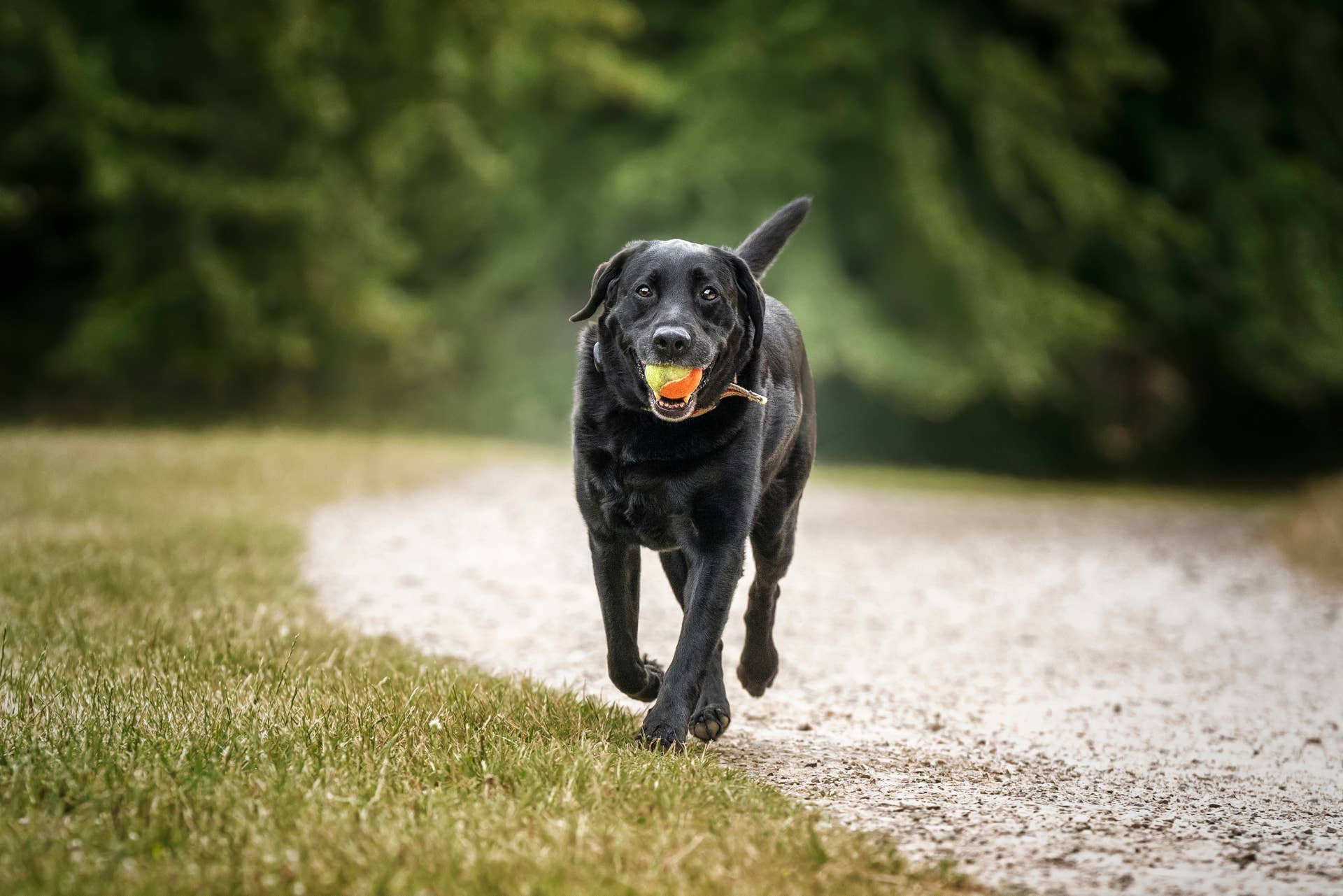 Black Labrador Literally Screams with Joy Over Chasing His Beloved Ball