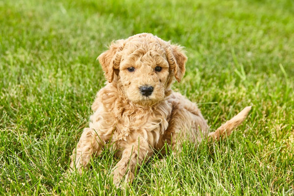 Cute Boy Goldendoodle Names