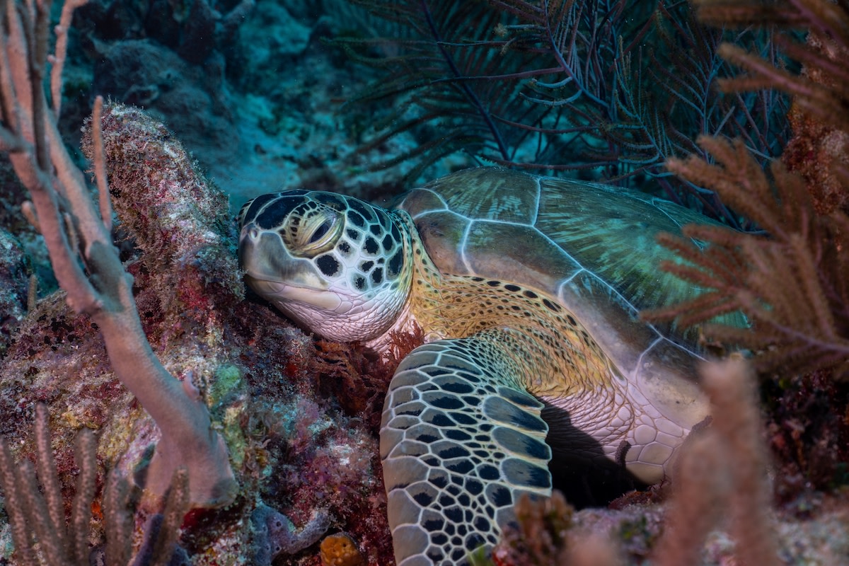 Rare Glimpse of Sea Turtle Sweetly Sleeping the Day Away Is the Moment ...