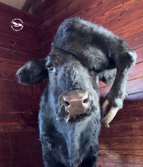 Story of Cow with 'Extra Limb on His Head' Being Accepted by Herd Is ...