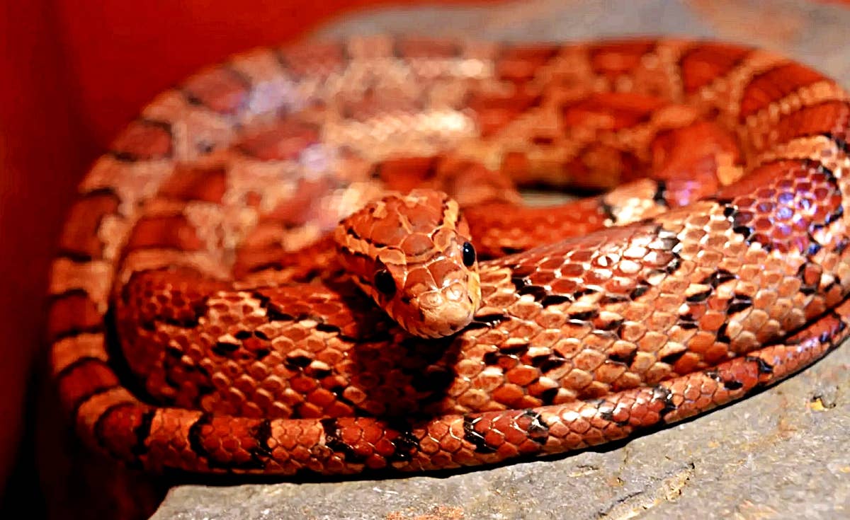 Amelanistic Corn Snake Scientific Name