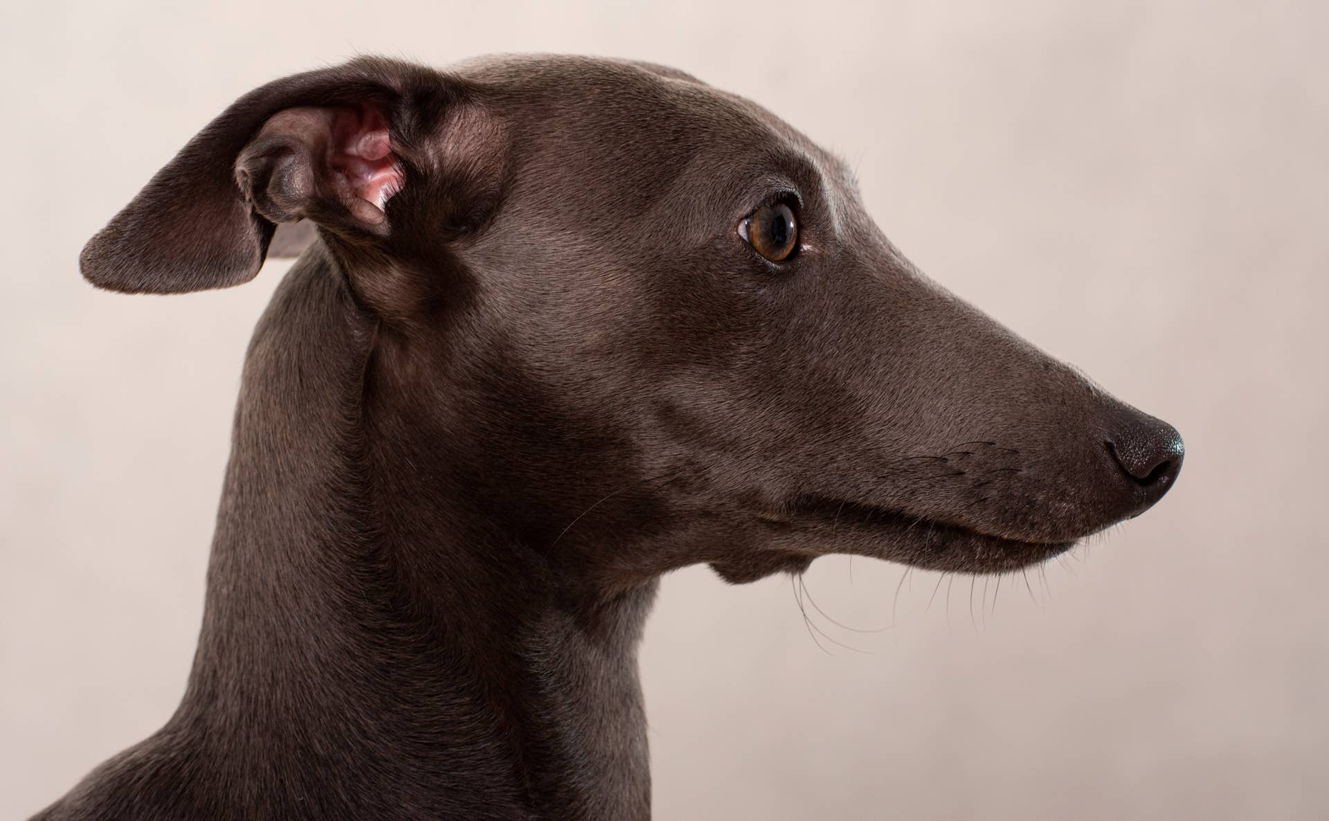 Italian Greyhound Noises