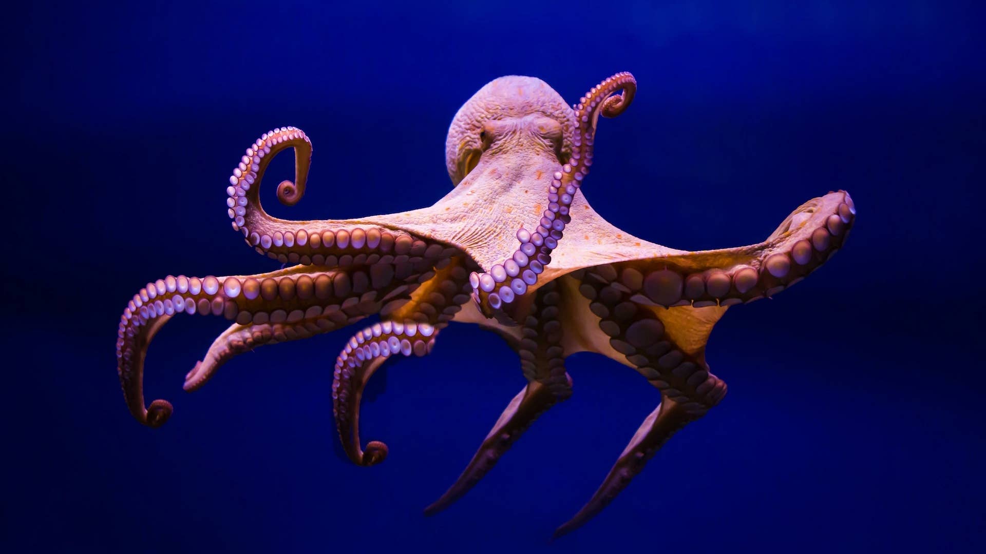 Gigantische Pacifische Octopus Eet Haai Giant Pacific Octopus New