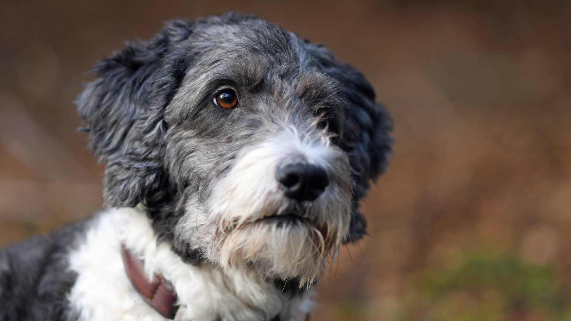 Rescue Doodle Slowly Learning to Play with Toys After Realizing She's ...