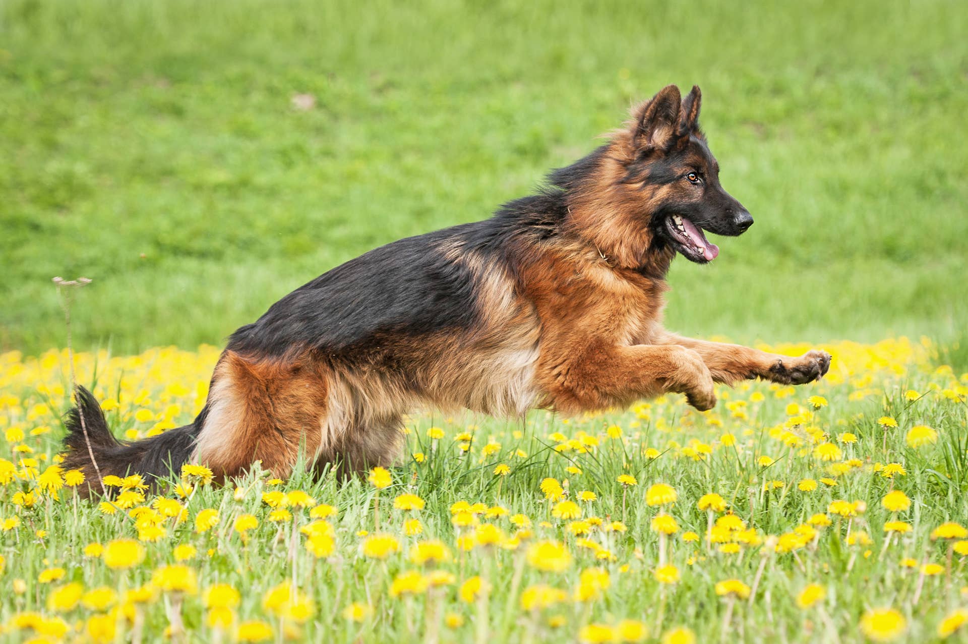 Video of German Shepherd's Strong Protective Instinct Has People Cheering