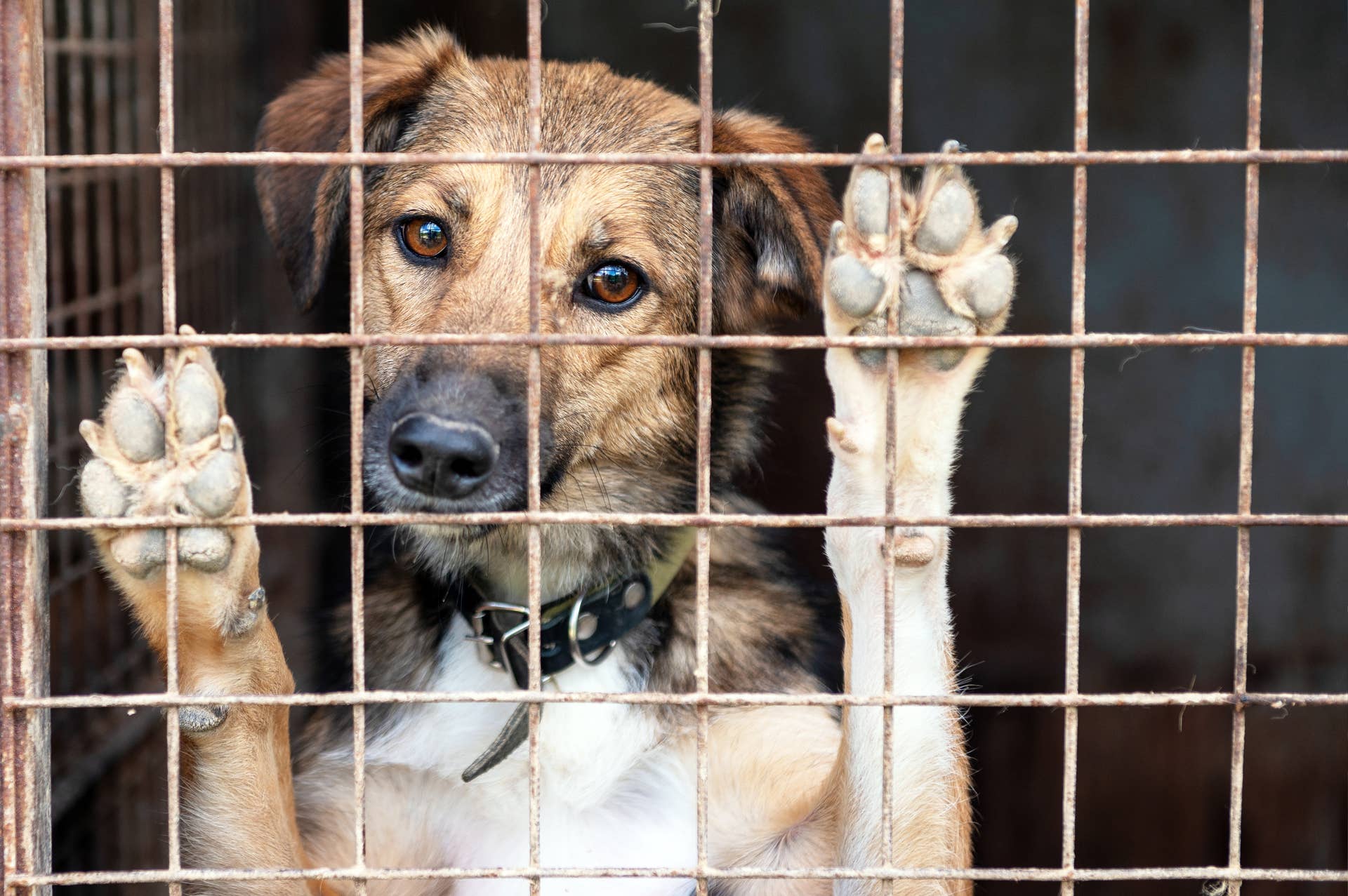 Sad Shelter Puppies