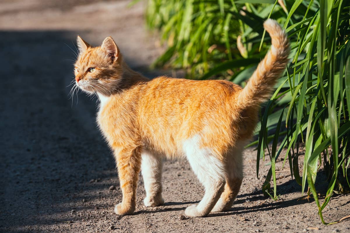 Standing Tabby Cat