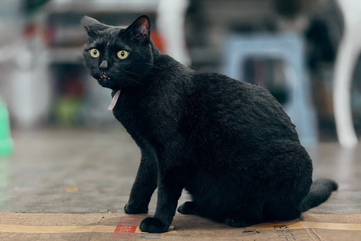 Epic Video Shows Why Amsterdam Police Cat Is the Ultimate Crime ...