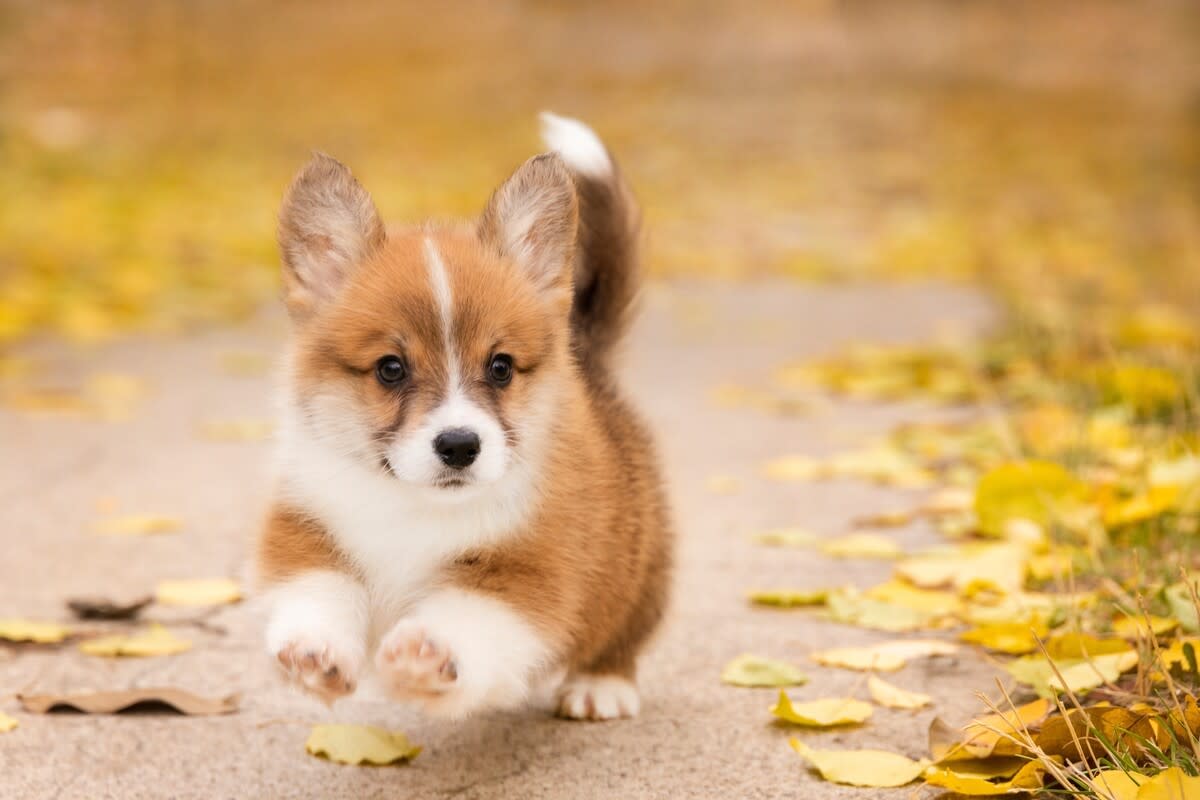 a corgis
