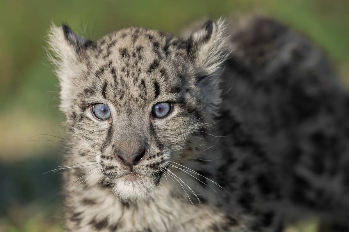 Snow Leopard With Blue Eyes Snow Blue Eye Leopard Wallpapers And