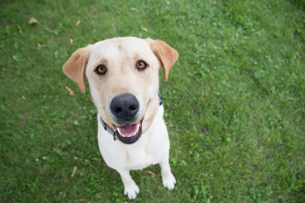 Yellow Labrador Service Dog Can Barely Contain Her Excitement on ...