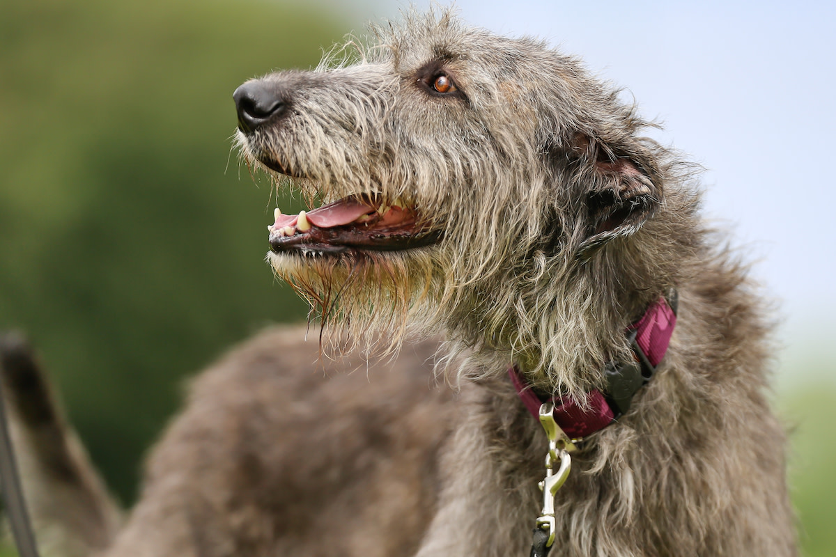 Irish Wolfhound and Baby Kangaroo Are the Most Unlikely BFFs and We're ...