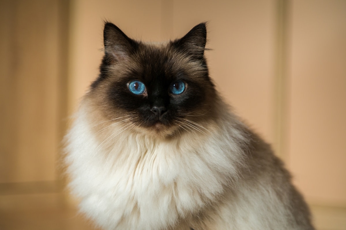 Adorable Ragdoll Cat Crying For Mom To Spin Her Exercise Wheel Is